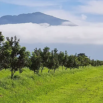 Avocado and Macadamia Nut Farm for Sale in Garden Route, George ...