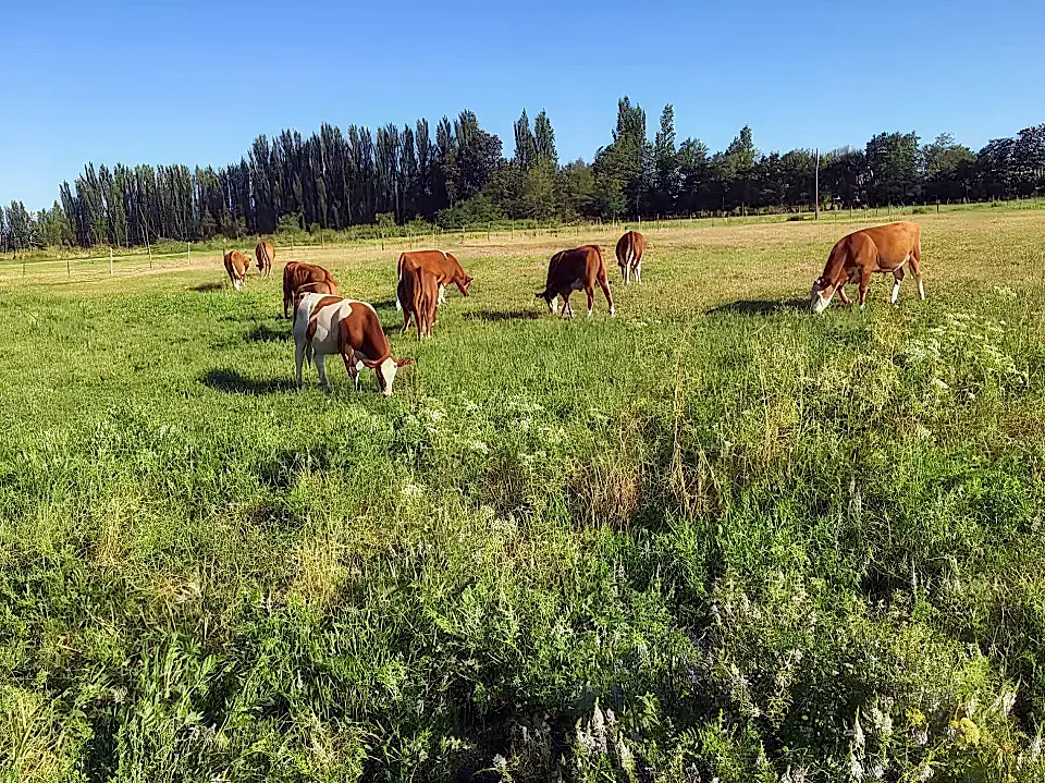 Chile Farms and Ranches for Sale: List and Find the Best Farm and Ranch ...