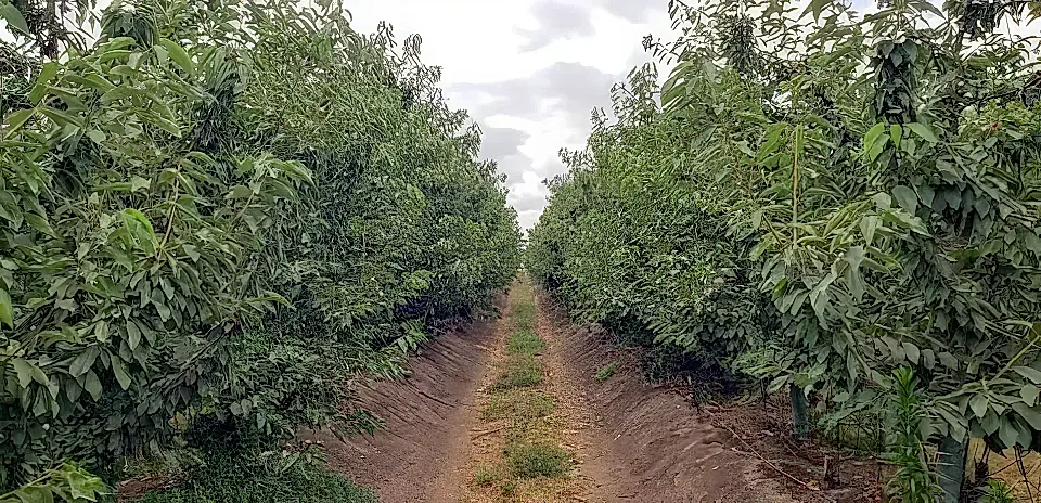 Chile Farms and Ranches for Sale: List and Find the Best Farm and Ranch ...