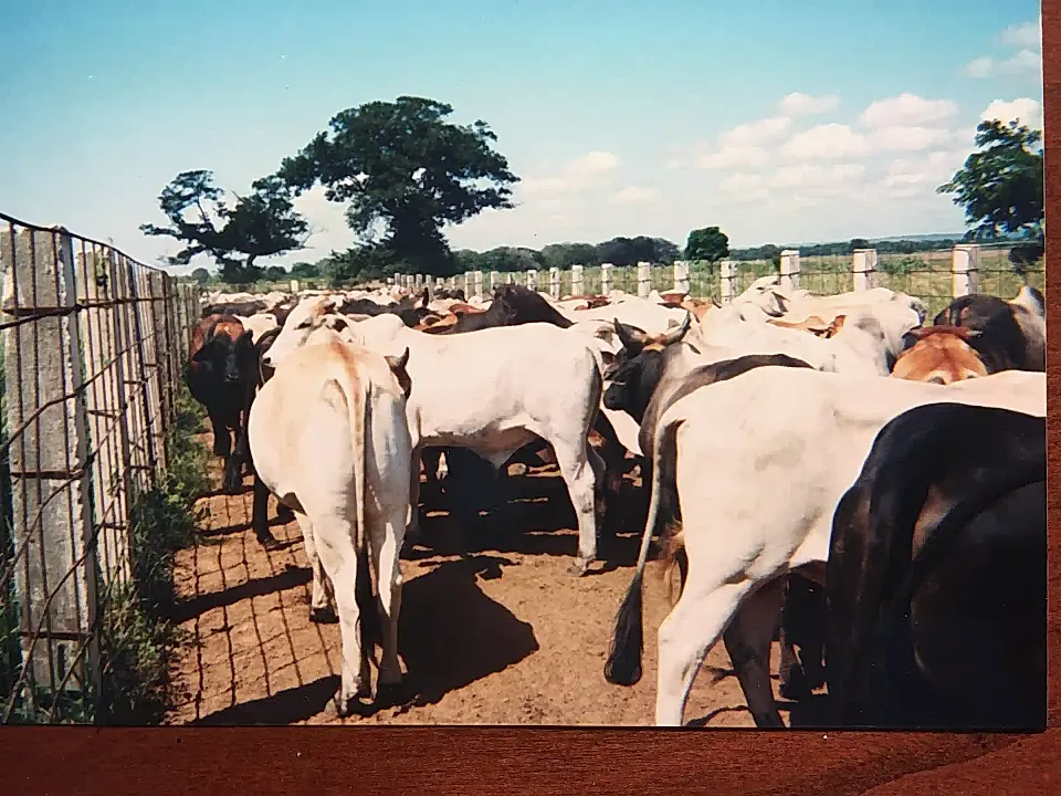 Venezuela Farms and Ranches for Sale: List and Find the Best Farm and ...