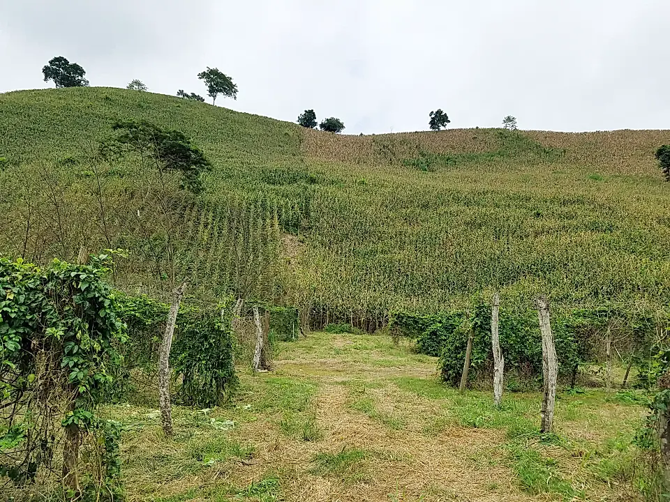 South America Farms and Land for Sale: List and Find the Best Farm and ...