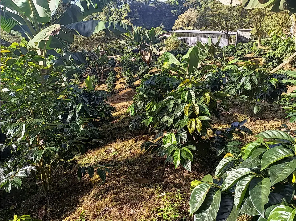 Central America Farms and Ranches for Sale: List and Find the Best Farm ...