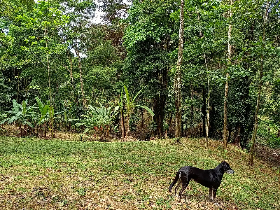 Panama Farms and Land for Sale: List and Find the Best Farm and Land ...