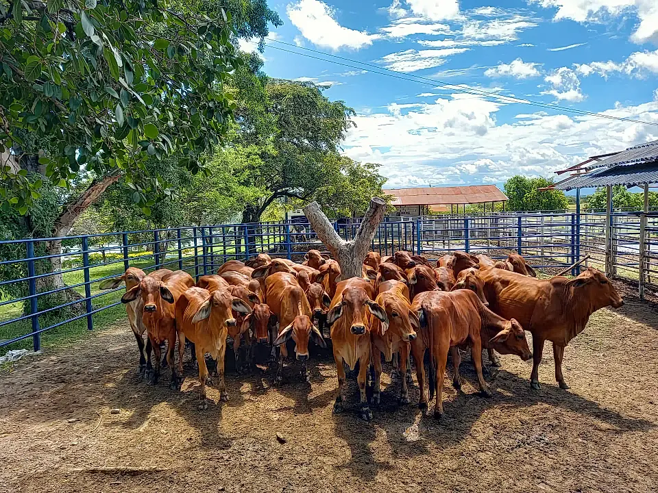 Colombia Farms and Land for Sale: List and Find the Best Farm and Land Properties in Colombia